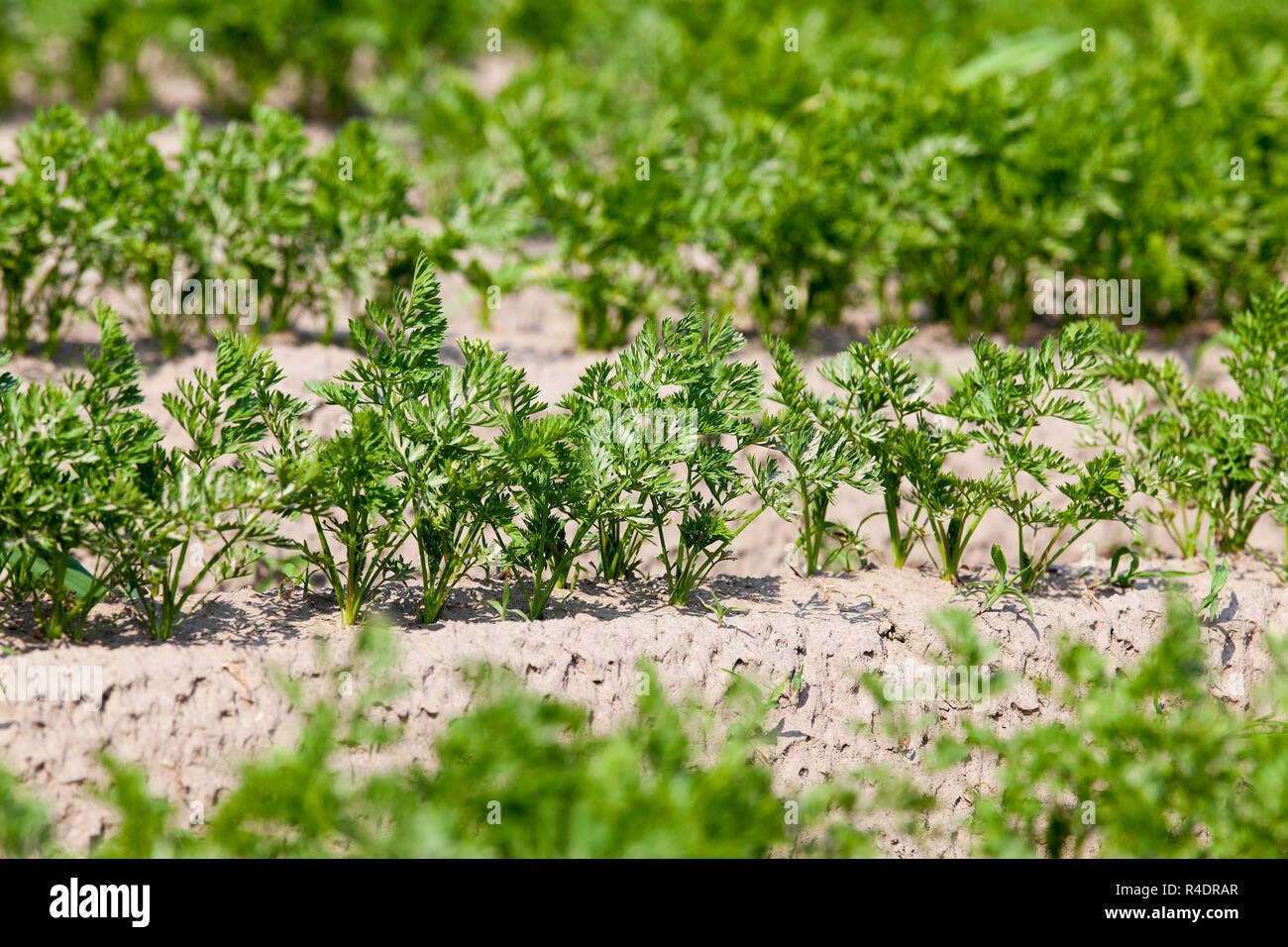 Field with carrot Stock Photo - Alamy