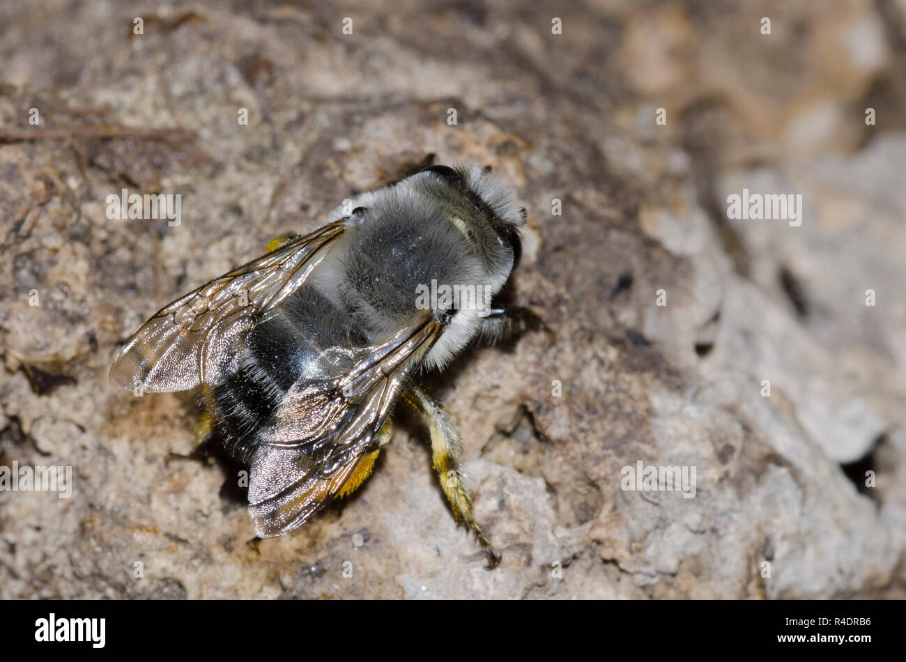 Anthophora sp hi-res stock photography and images - Alamy