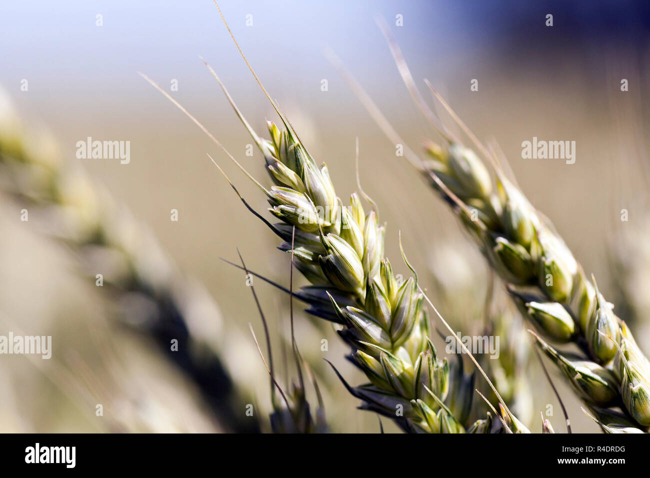 farm field cereals Stock Photo - Alamy