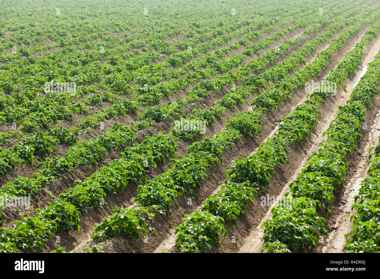 Agriculture, potato field Stock Photo - Alamy