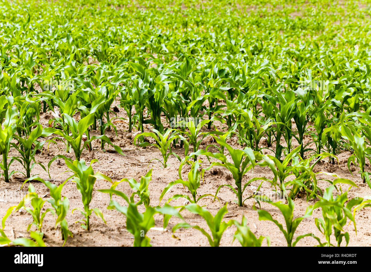 grow green maize Stock Photo - Alamy