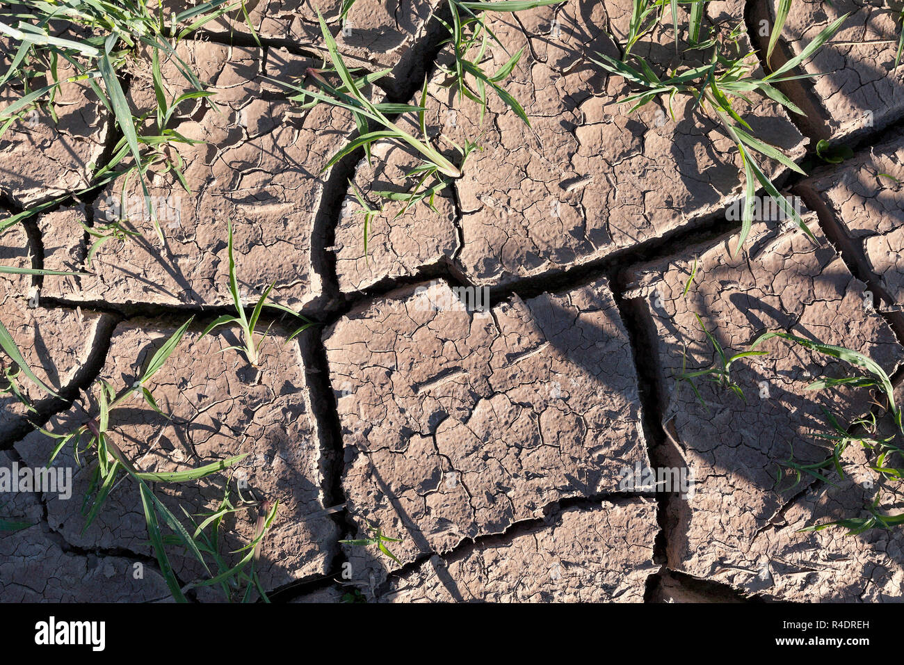 cracked earth close up Stock Photo - Alamy