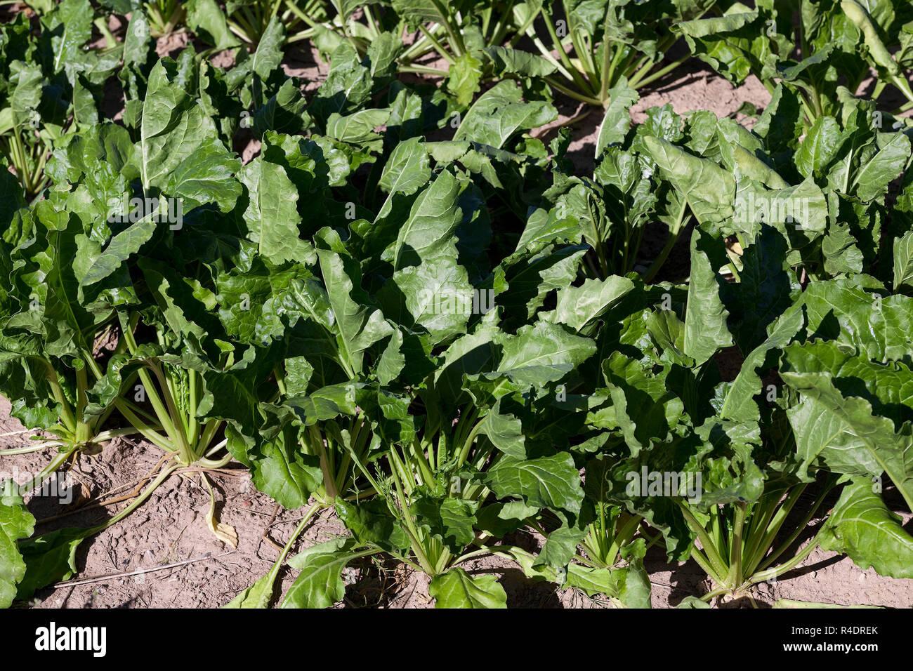 Beetroot with stalk and leaves hi-res stock photography and images - Alamy