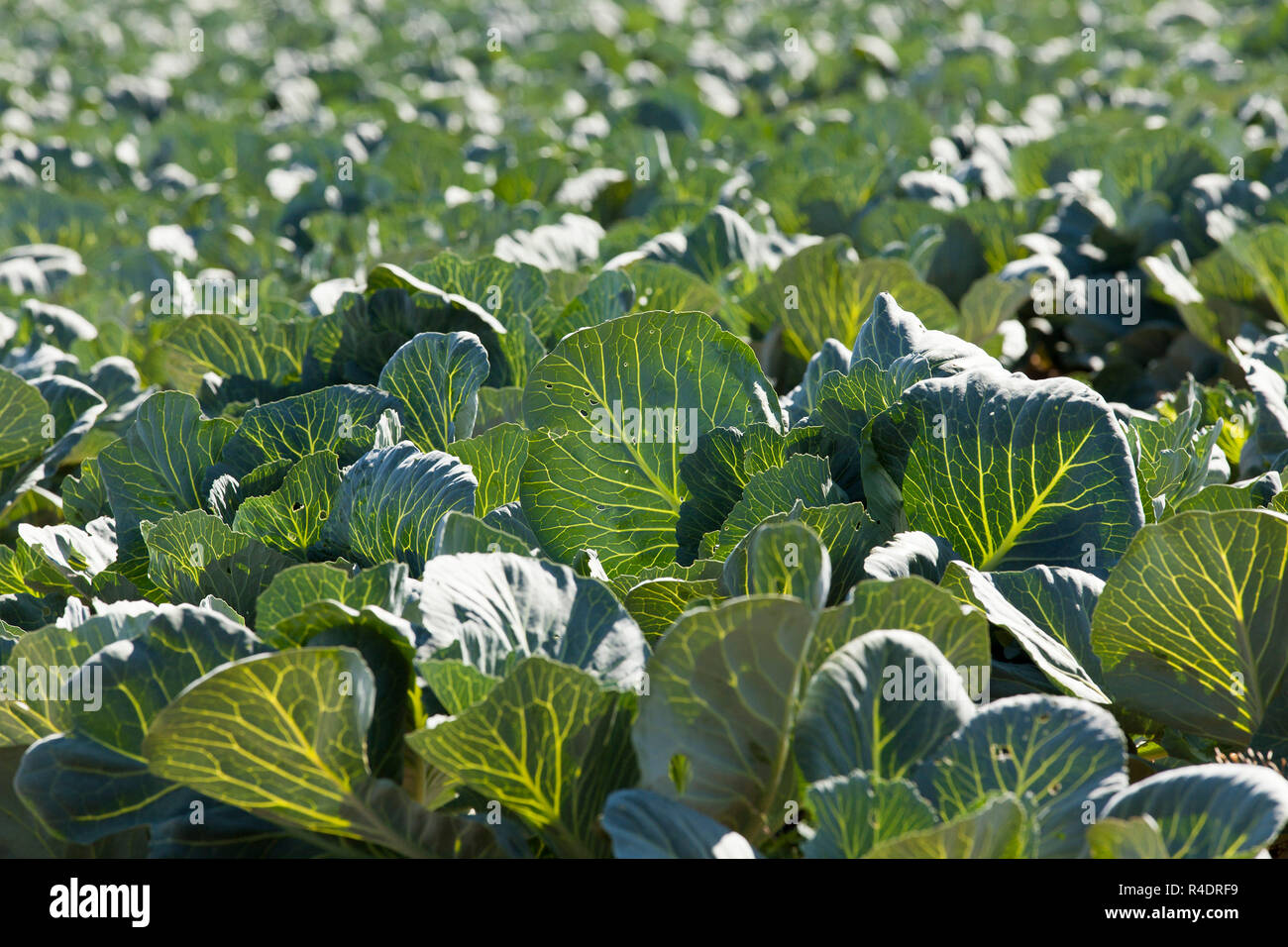 green cabbage in a field Stock Photo - Alamy
