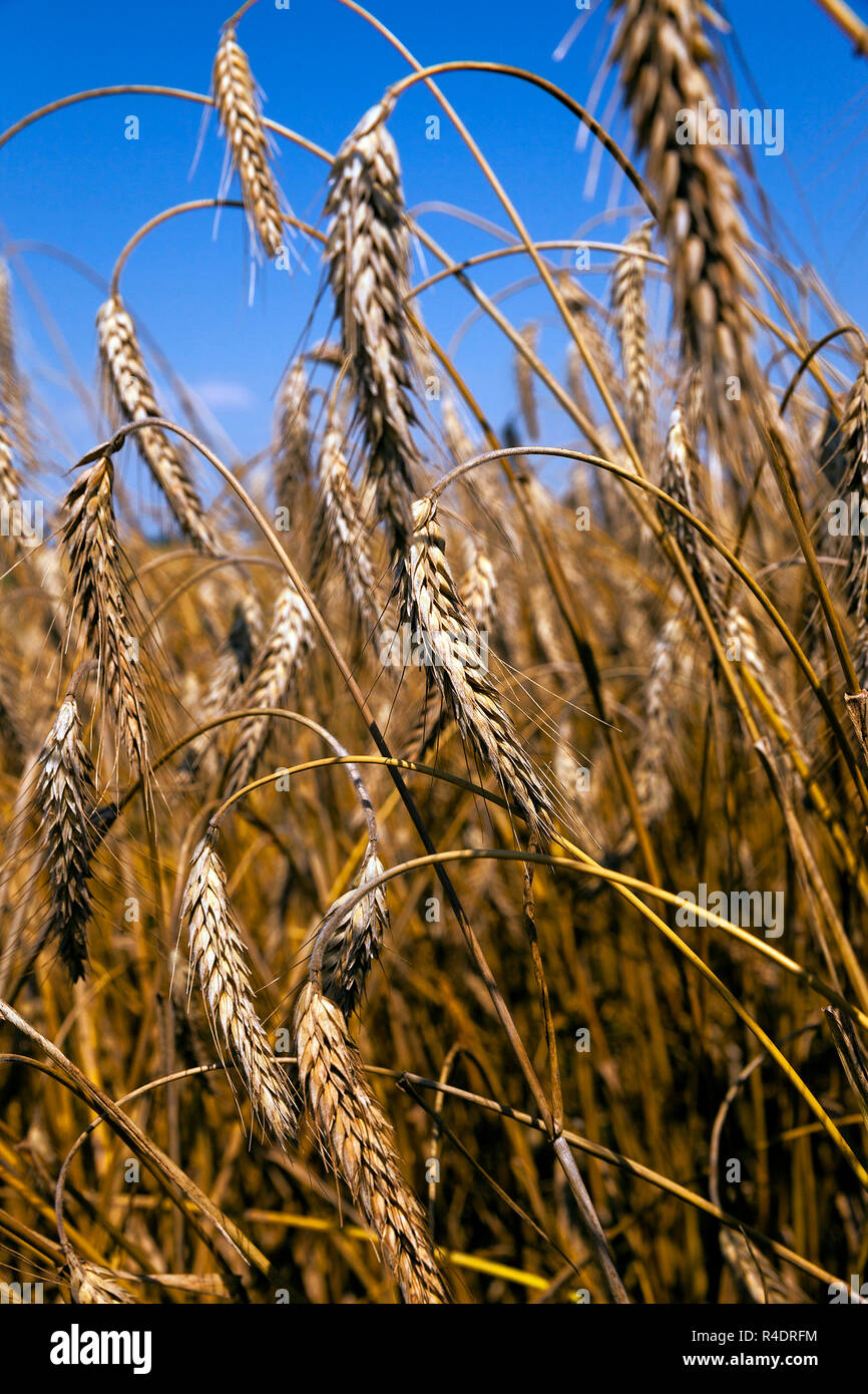Cereal yellowed hi-res stock photography and images - Alamy
