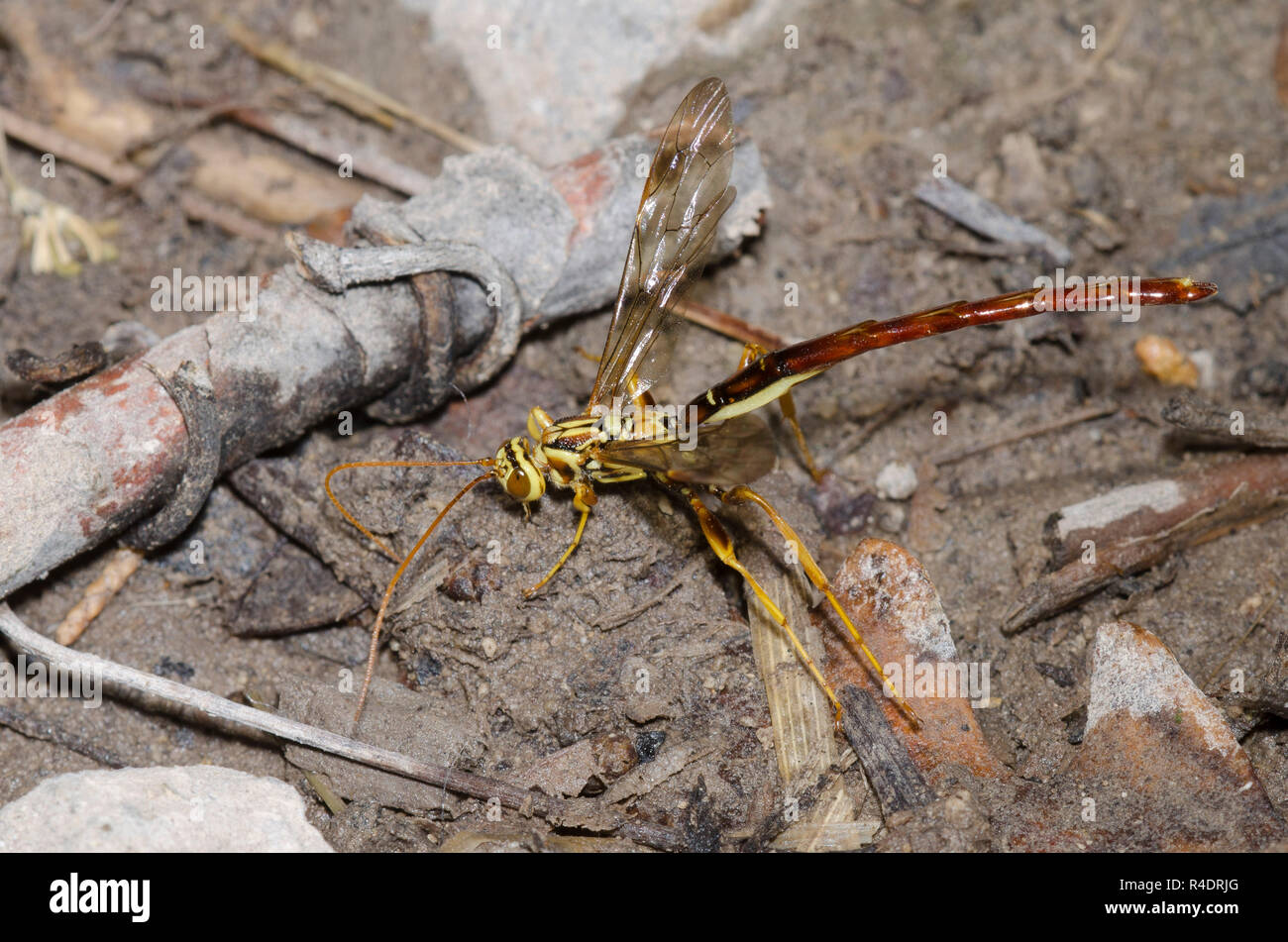 Giant Ichneumon Wasp, Megarhyssa macrurus, male Stock Photo - Alamy