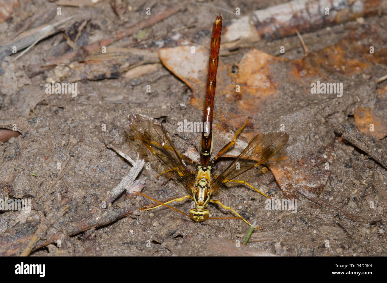Giant Ichneumon Wasp, Megarhyssa macrurus, male Stock Photo - Alamy