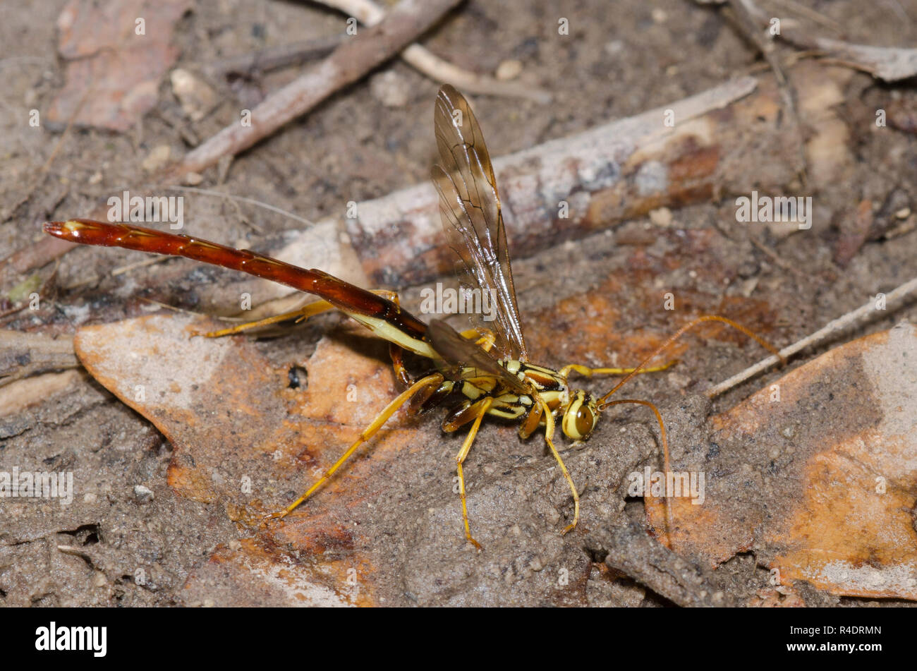 Giant Ichneumon Wasp, Megarhyssa macrurus, male Stock Photo - Alamy