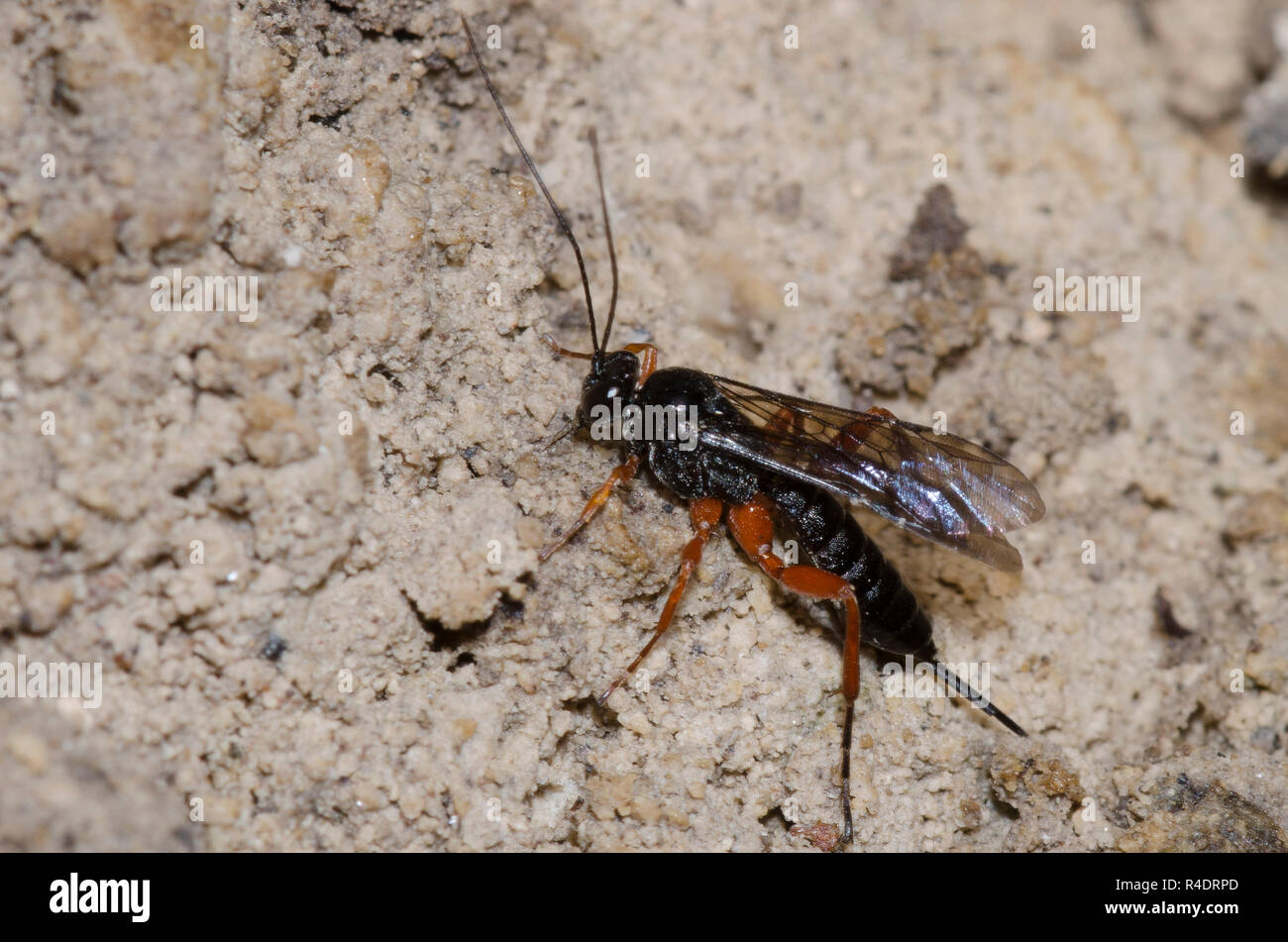 Pimpla sp hi-res stock photography and images - Alamy