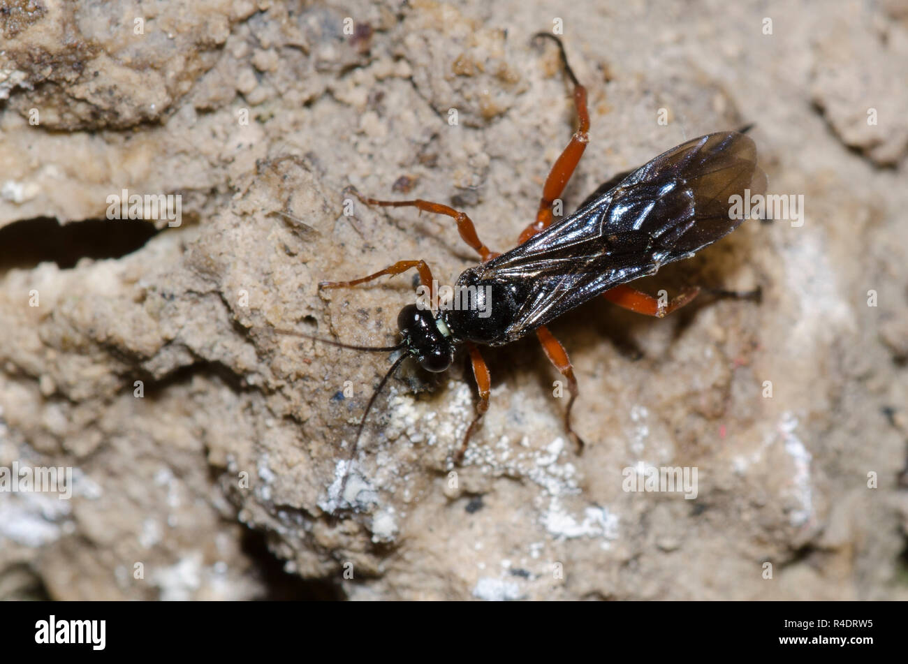 Pimpla sp hi-res stock photography and images - Alamy