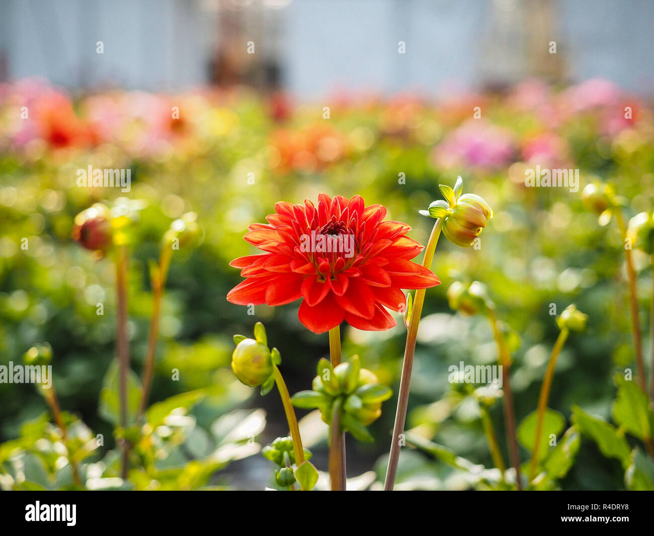 Georgine flower hi-res stock photography and images - Alamy