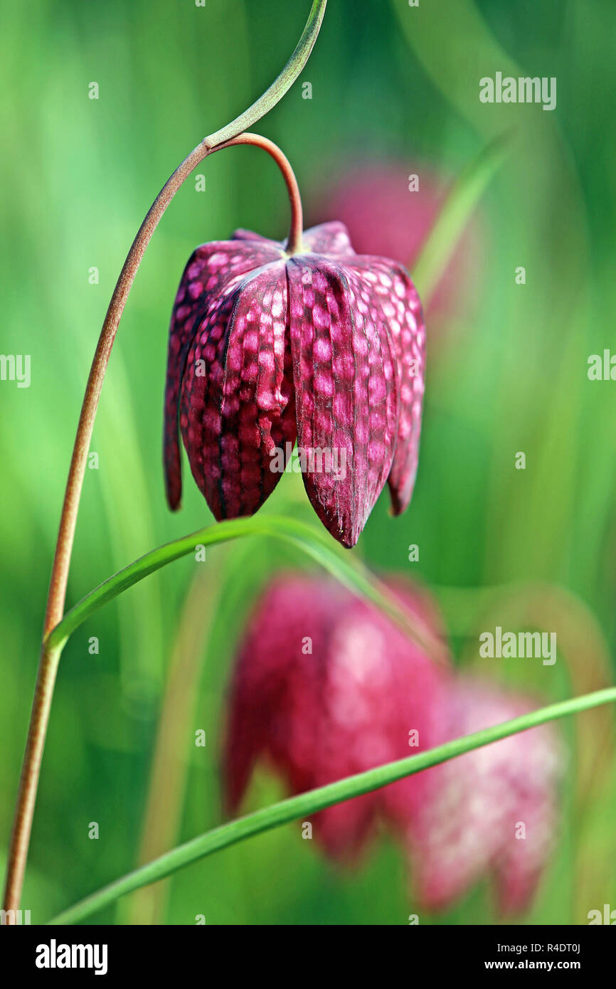 Chess board close up wet hi-res stock photography and images - Alamy