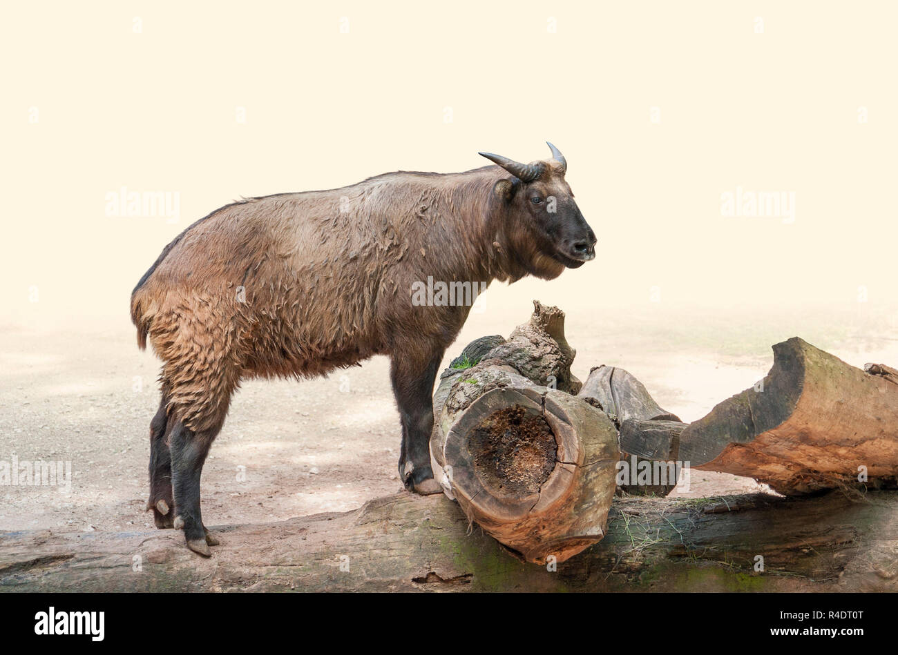 Rindergemse hi-res stock photography and images - Alamy