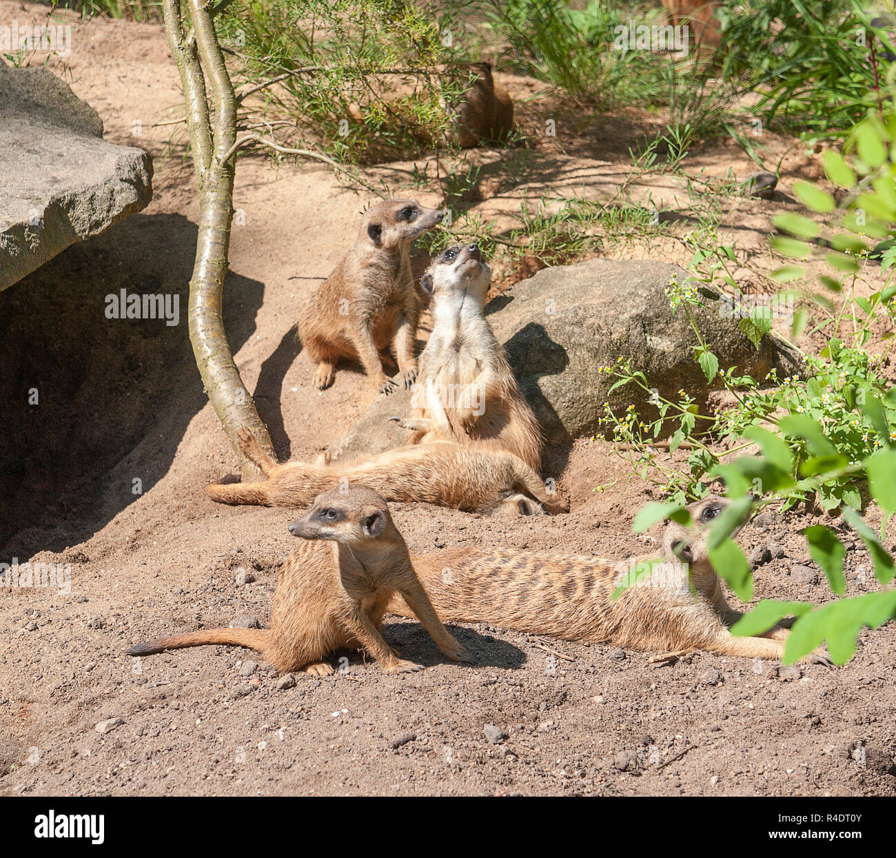 Natural world meerkats hi-res stock photography and images - Alamy