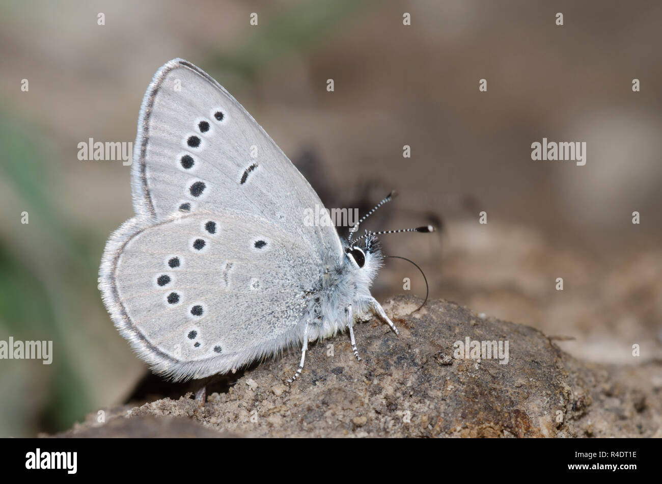Silvery Blue Butterfly High Resolution Stock Photography and Images - Alamy