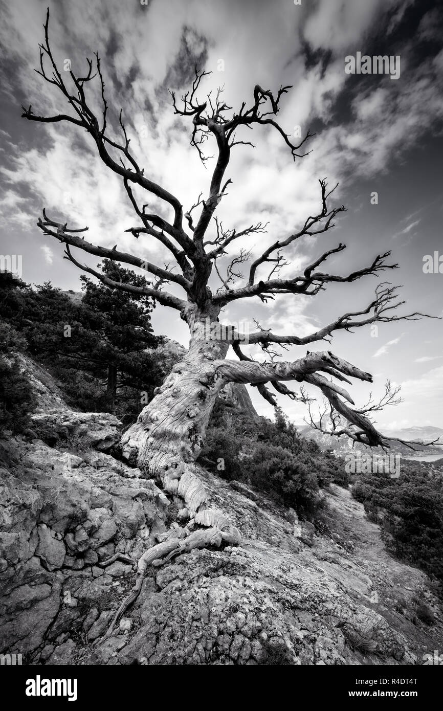 Black and white huge lonely old tree on a mountain with a big root on ...