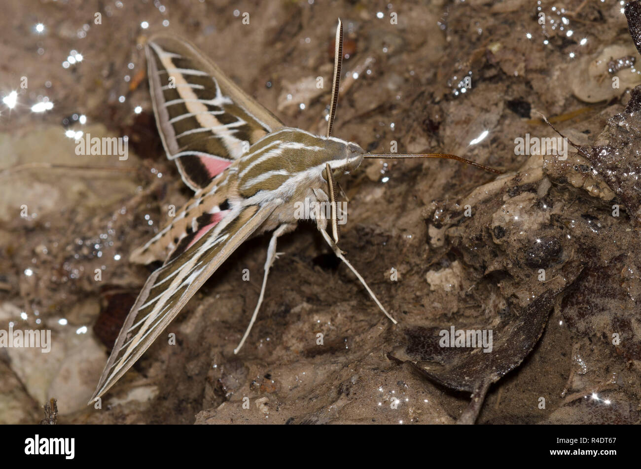White-lined Sphinx, Hyles lineata, drinking Stock Photo - Alamy