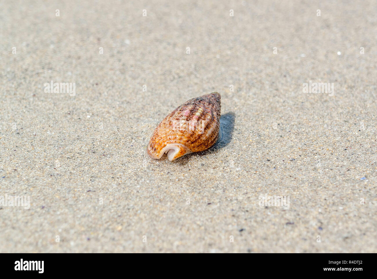 snail shell on the beach Stock Photo - Alamy