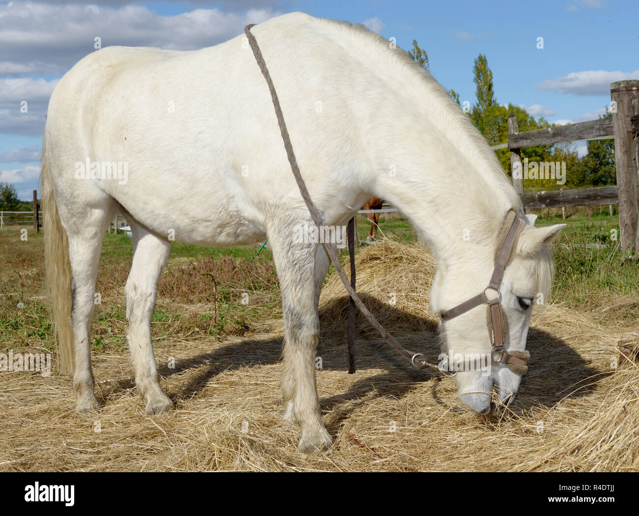 little white horse in the nature Stock Photo - Alamy