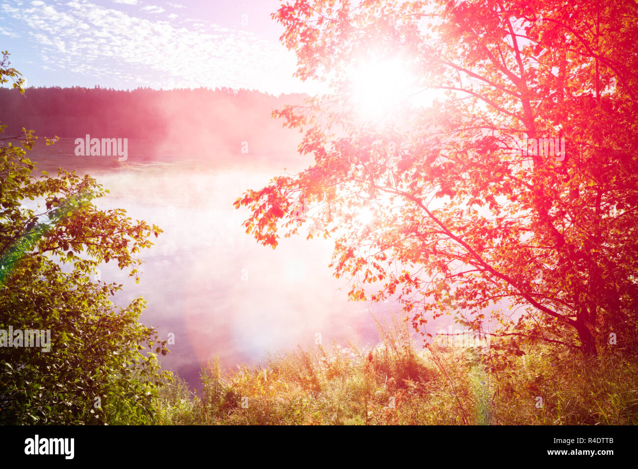Crowns of trees in spring forest by river against blue sky with sun ...