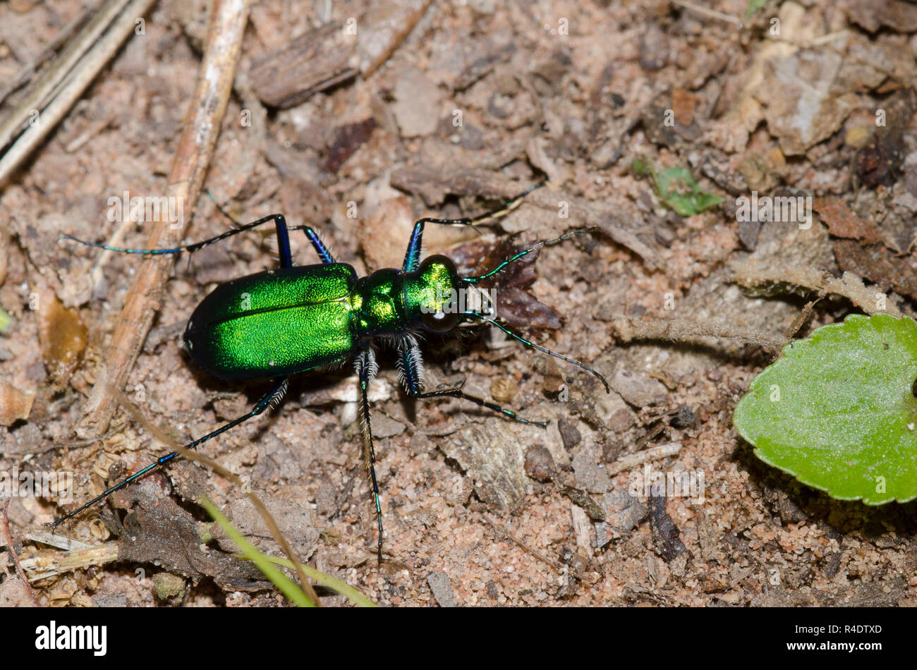 Spotted tiger beetle hi-res stock photography and images - Alamy