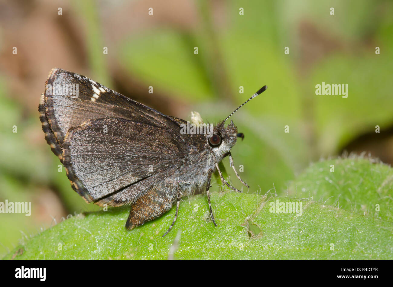 Common Roadside-Skipper, Amblyscirtes vialis Stock Photo - Alamy