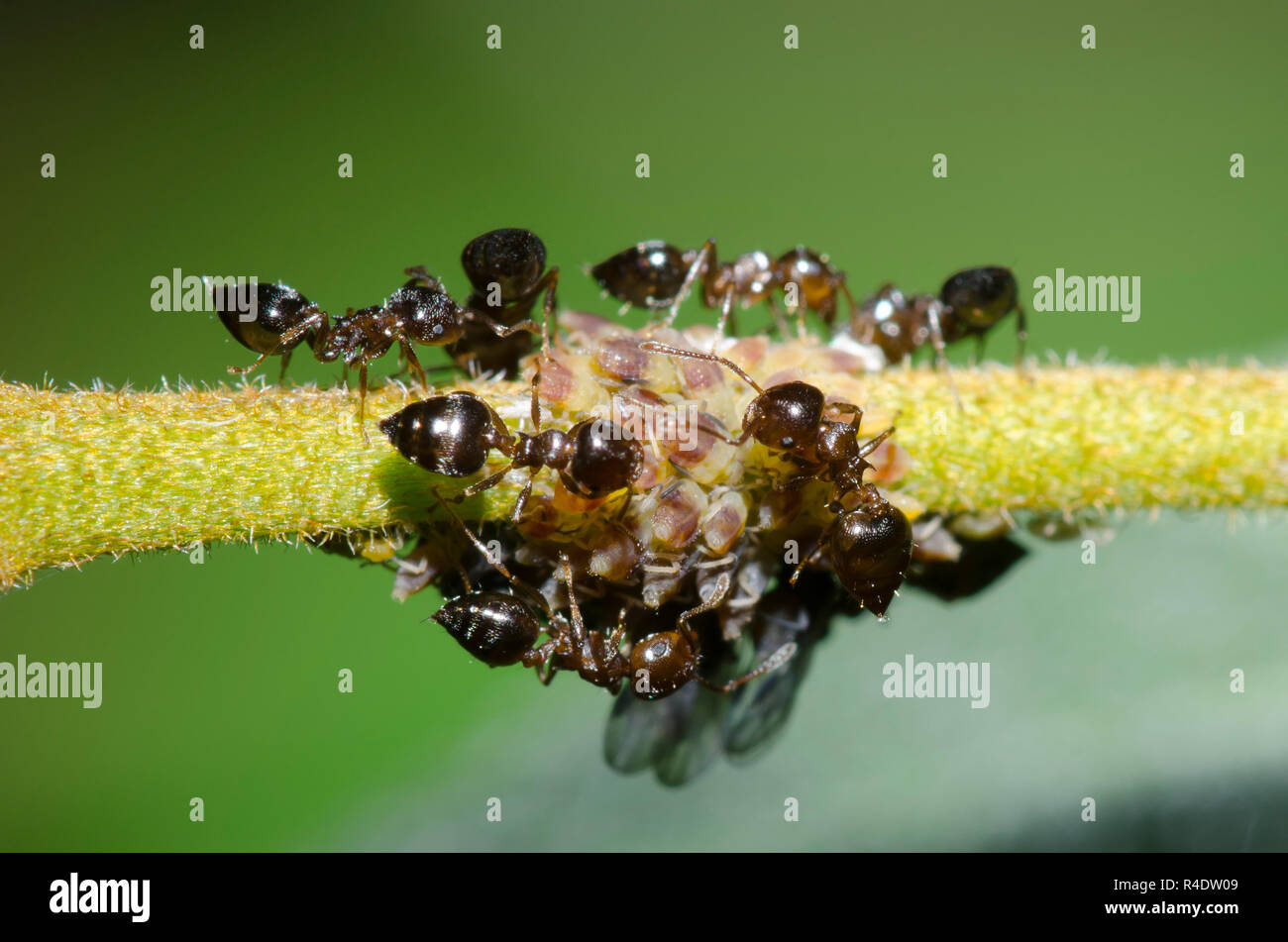 Tending ants hi-res stock photography and images - Alamy