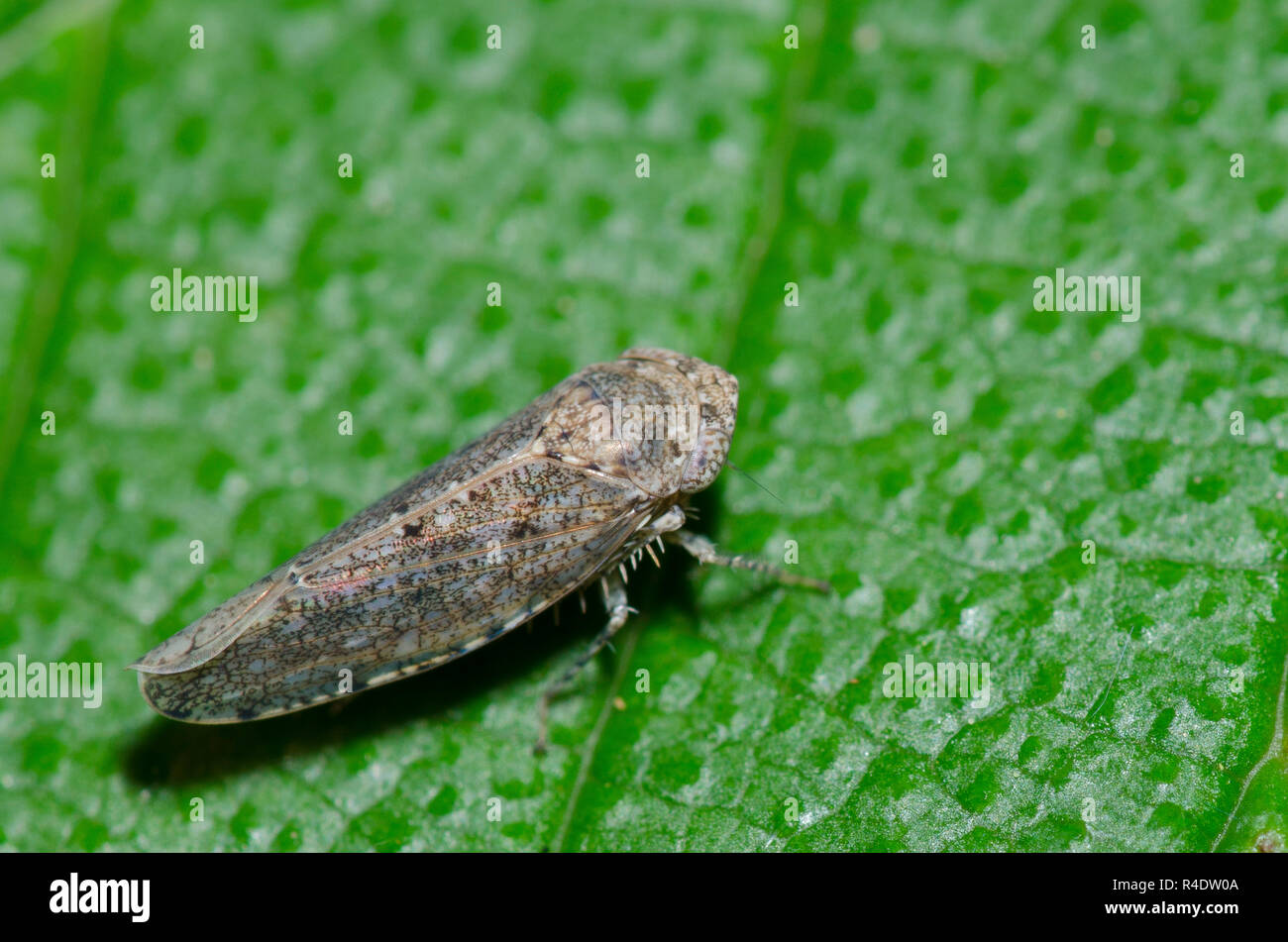 Western Grape Leafhopper