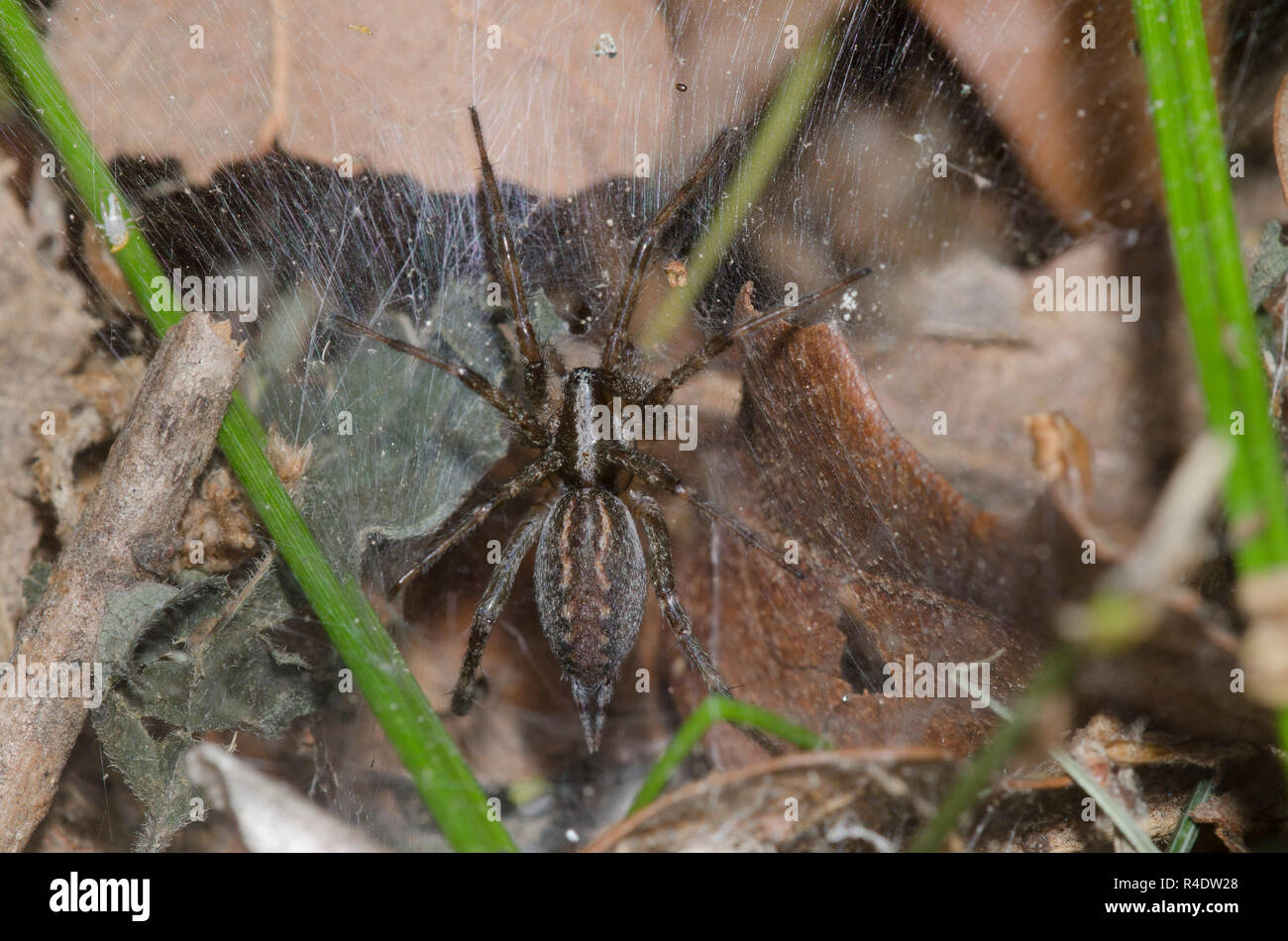 Funnelweb Spider, Family Agelenidae Stock Photo - Alamy