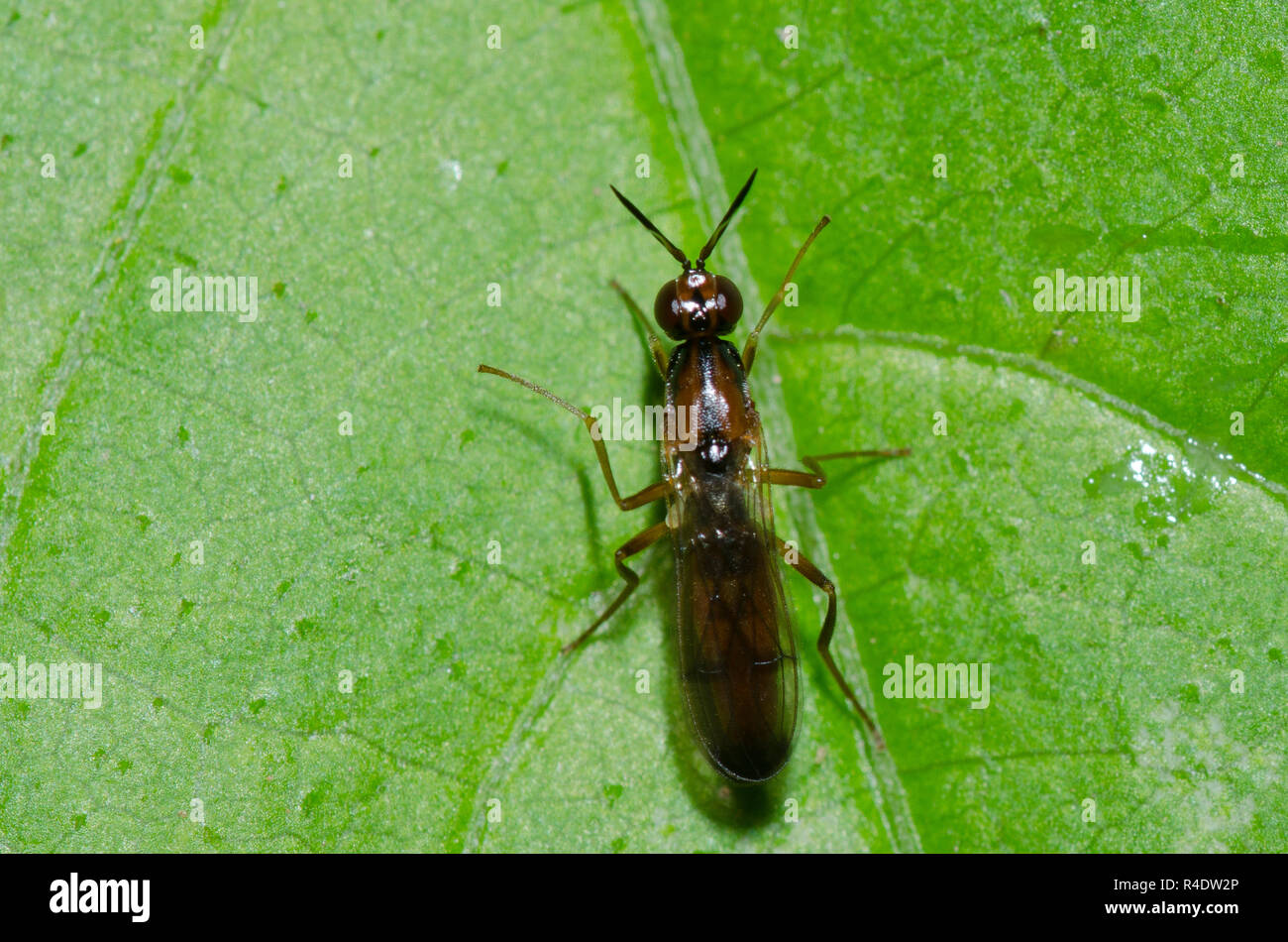 Rust Fly, Loxocera cylindrica Stock Photo - Alamy