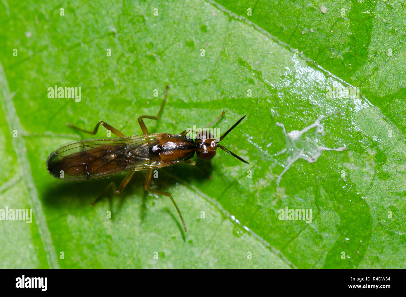 Rust Fly, Loxocera cylindrica Stock Photo - Alamy