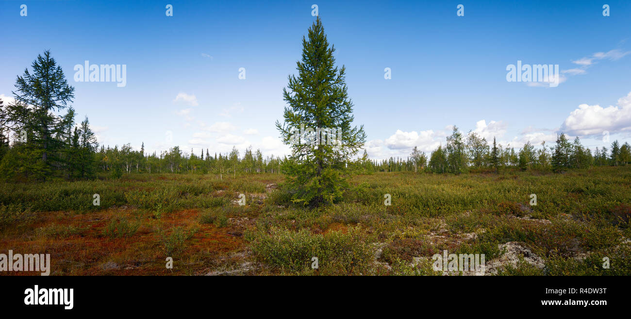 arctic scenic summer nature tundra panorama landscape Stock Photo - Alamy