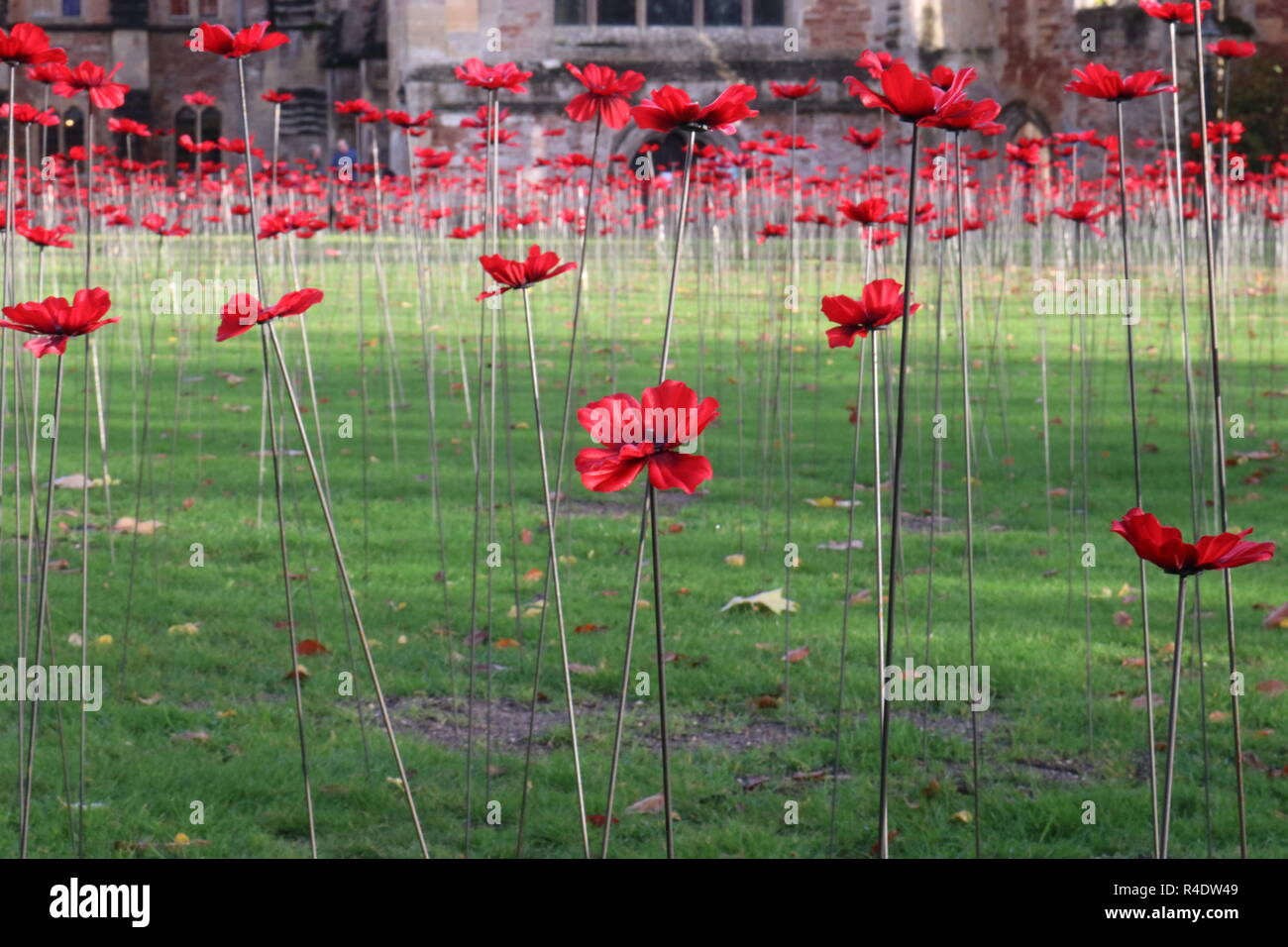 November 11 Remembrance day tribute. Field of poppies outside Bishops ...