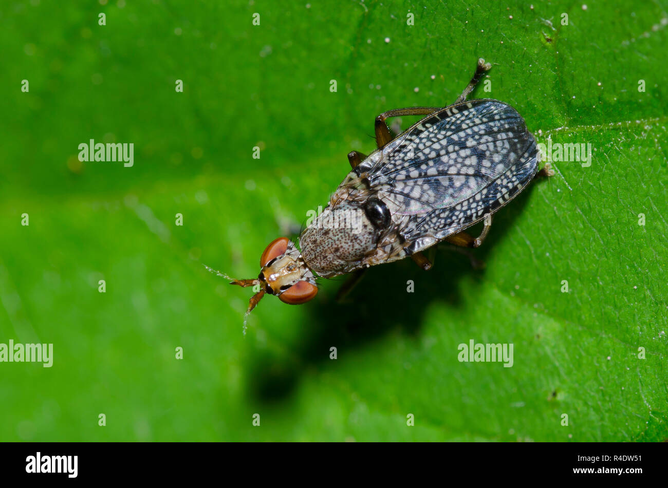 Marsh fly hi-res stock photography and images - Alamy