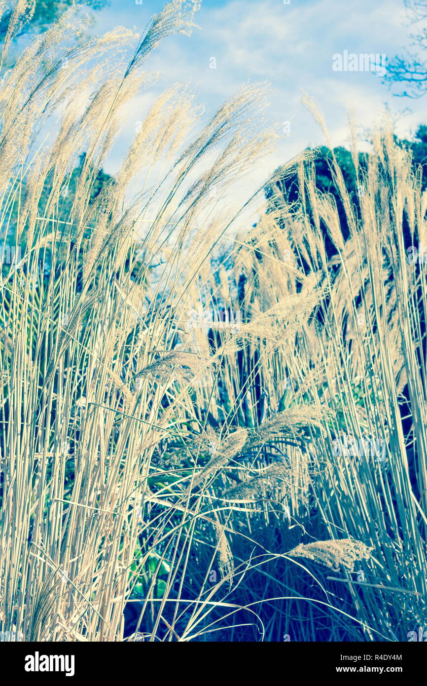 Background nature image of tall grass Stock Photo - Alamy