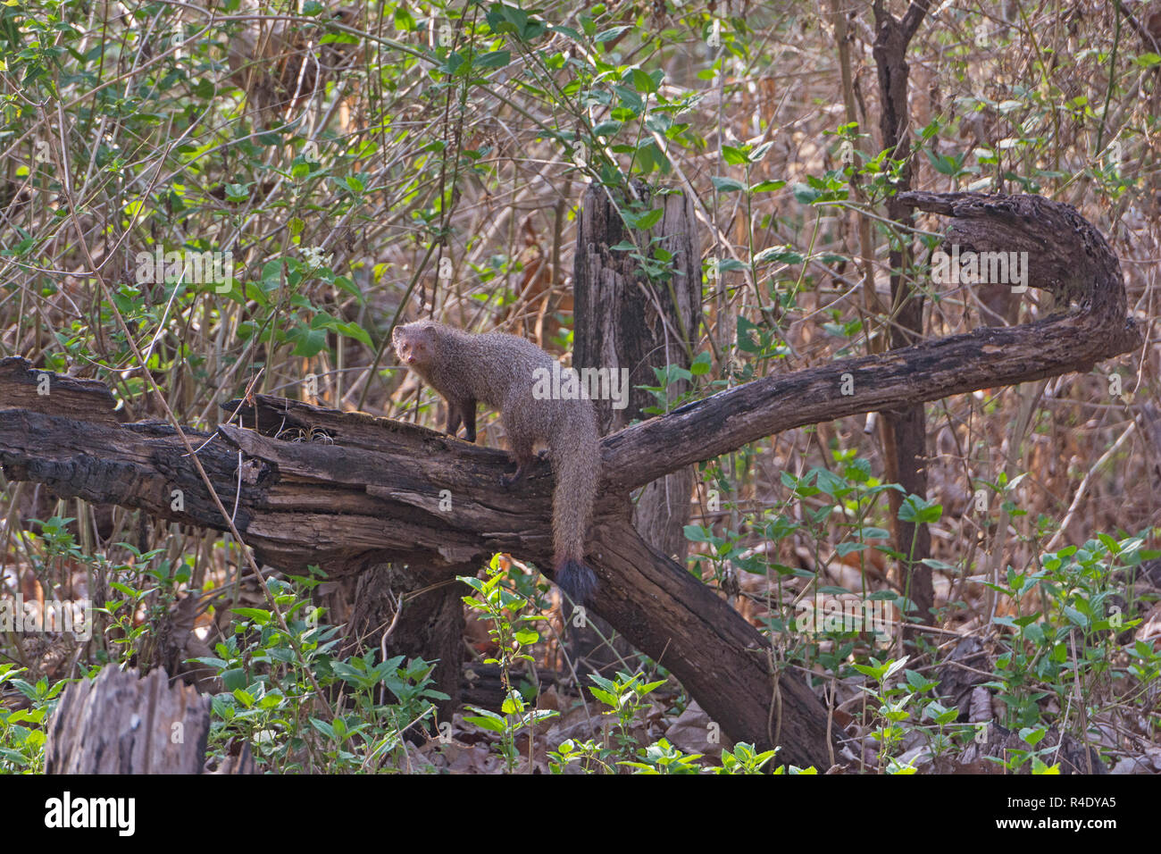 Grey mongoose hi-res stock photography and images - Alamy