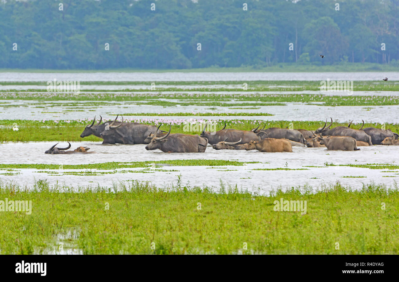 Herd of Water Buffalo Crossing a River in Kaziranga National Park in ...
