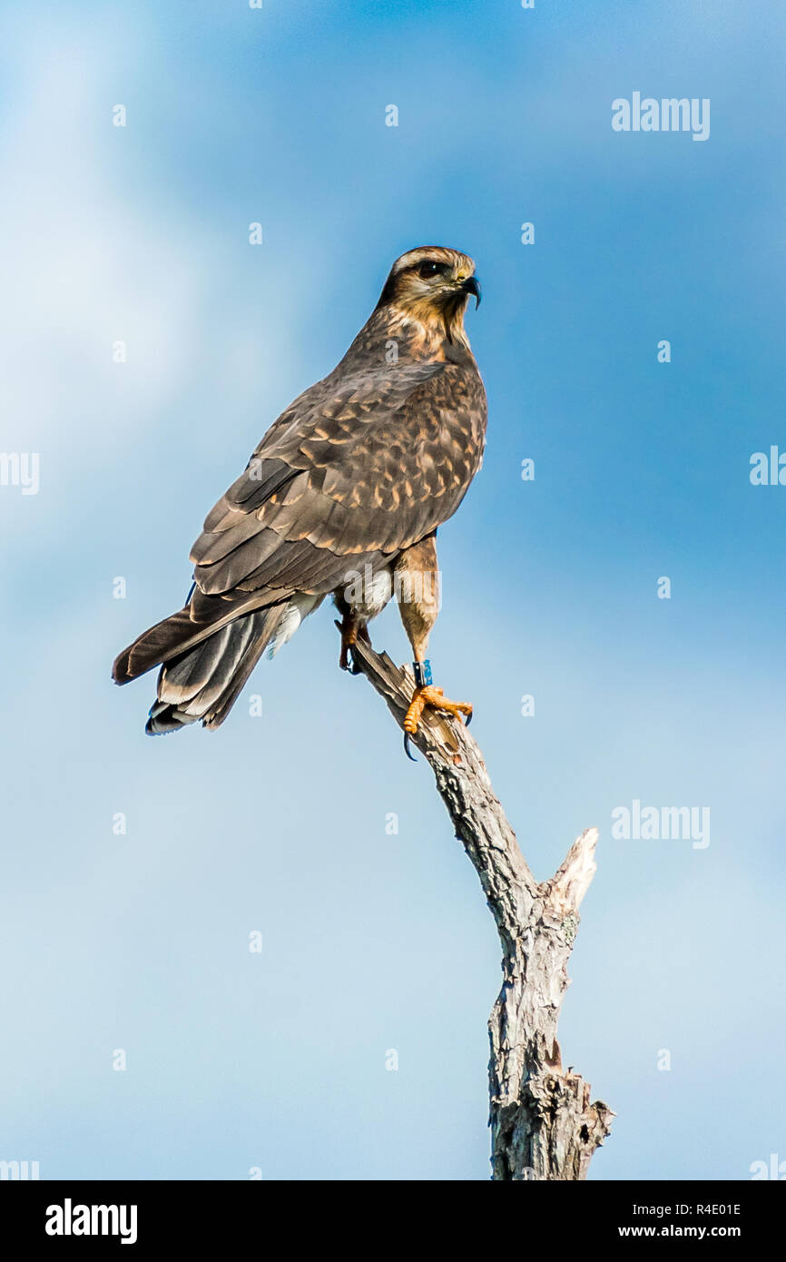Marsh hawk hi-res stock photography and images - Alamy