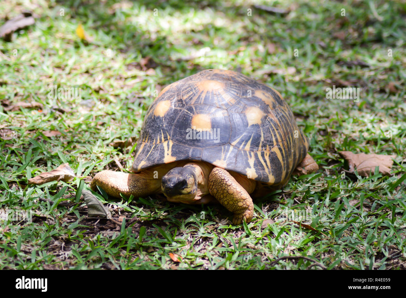 Hermann's turtle walking Stock Photo - Alamy