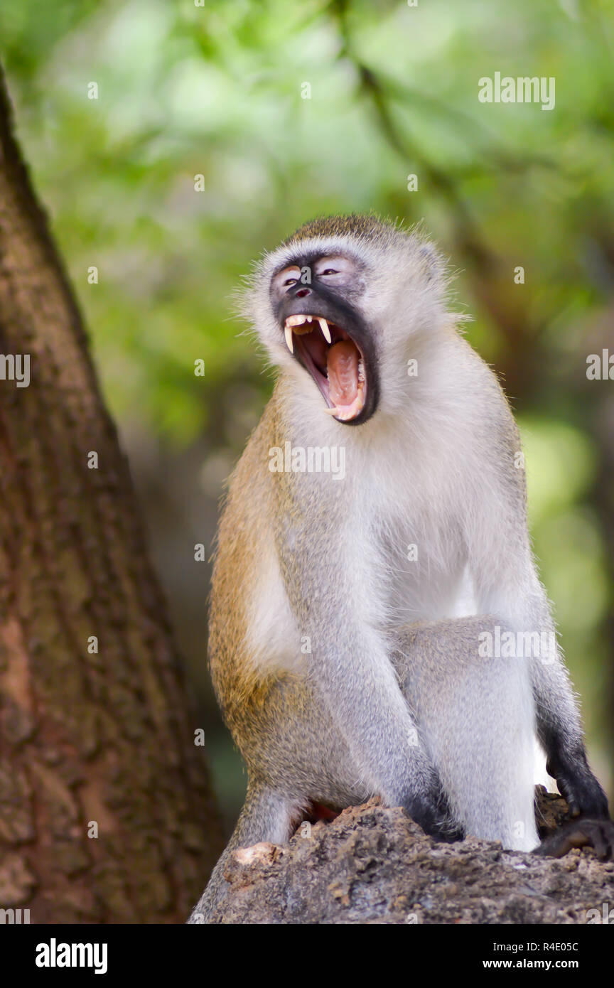 Monkey profile hi-res stock photography and images - Alamy