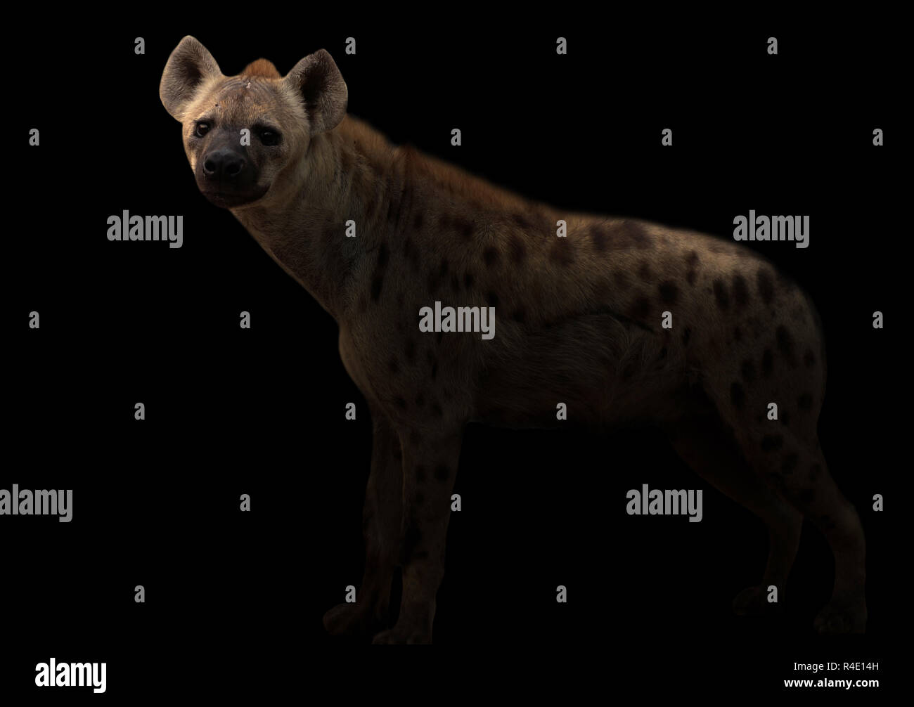 Hyena isolated hi-res stock photography and images - Alamy