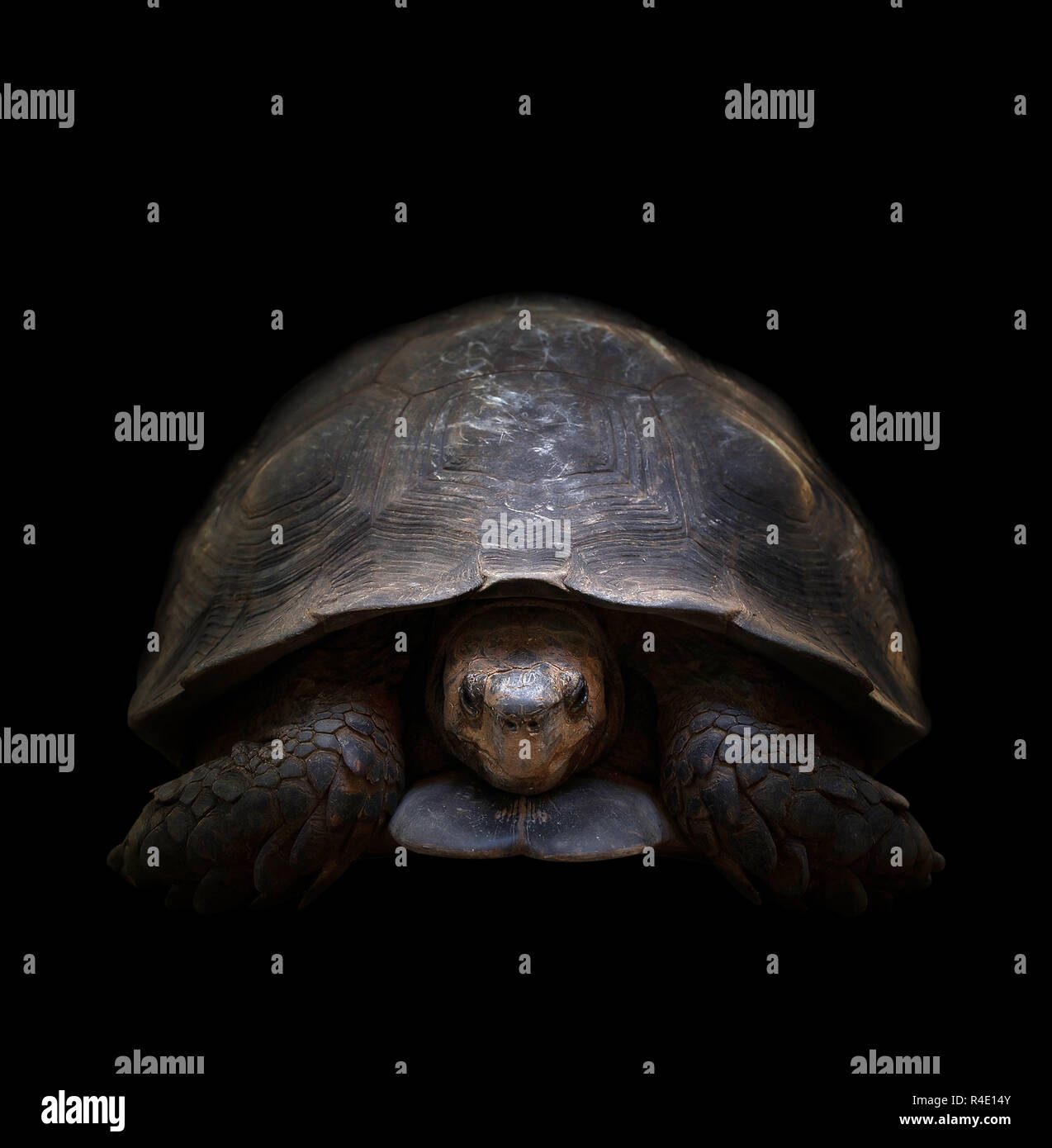 turtle in the dark Stock Photo - Alamy
