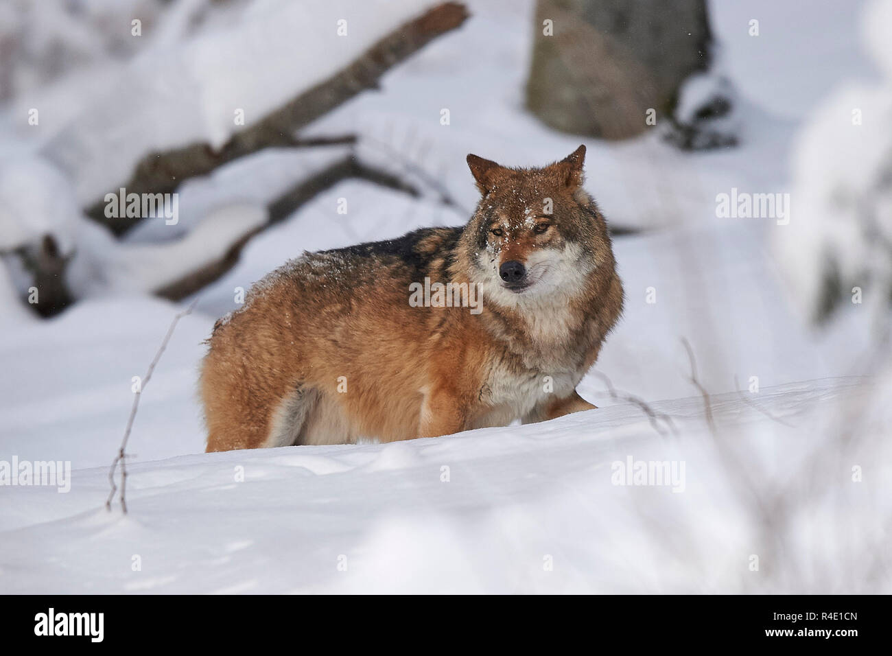 a european wolf in the snow Stock Photo - Alamy