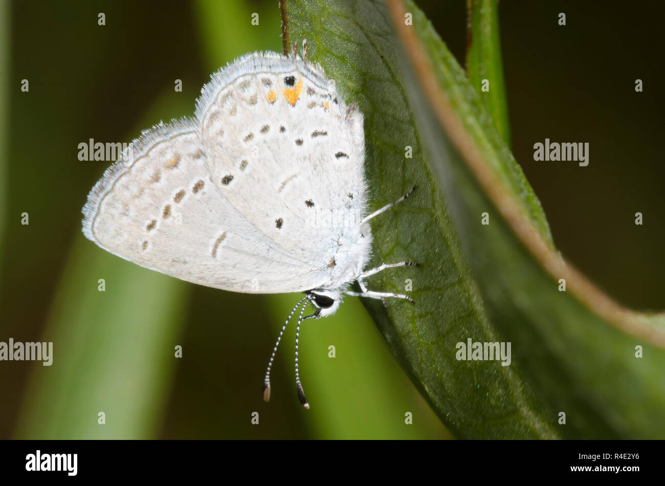Eastern tailed blue butterfly hi-res stock photography and images - Alamy
