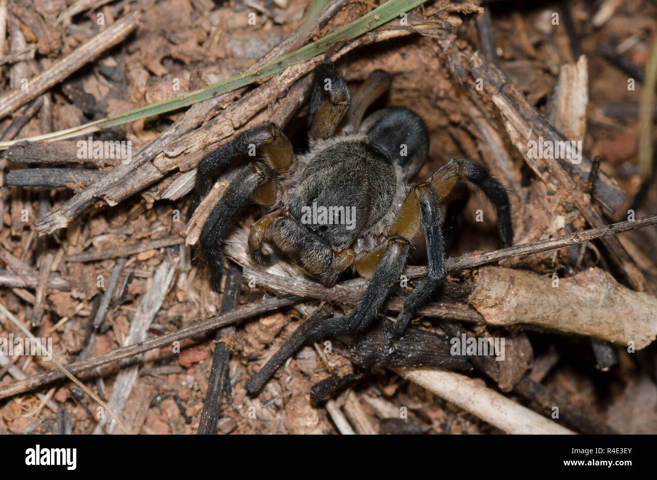 Burrowing Wolf Spider, Geolycosa missouriensis, at burrow entrance ...