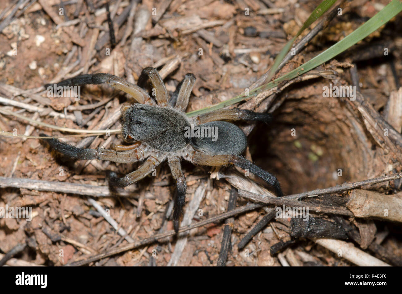 Geolycosa missouriensis hi-res stock photography and images - Alamy
