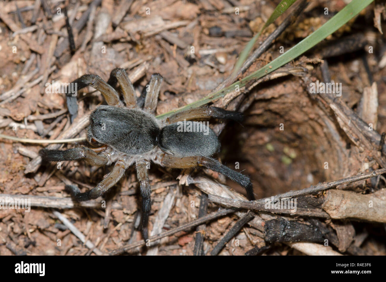 Burrowing Wolf Spider, Geolycosa missouriensis, at burrow entrance ...