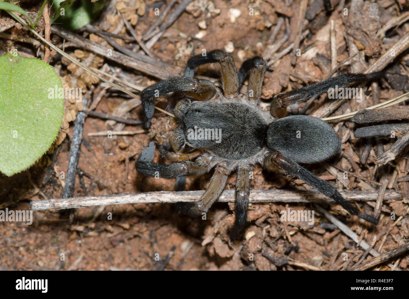 Burrowing Wolf Spider, Geolycosa missouriensis, at burrow entrance ...