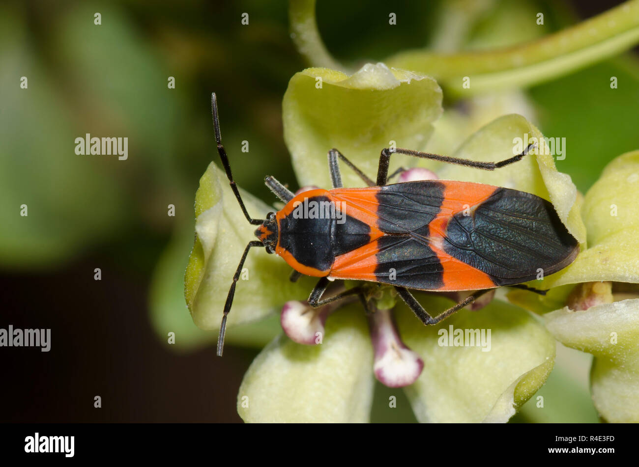 Large Milkweed Bug, Oncopeltus fasciatus, on green milkweed, Asclepias ...