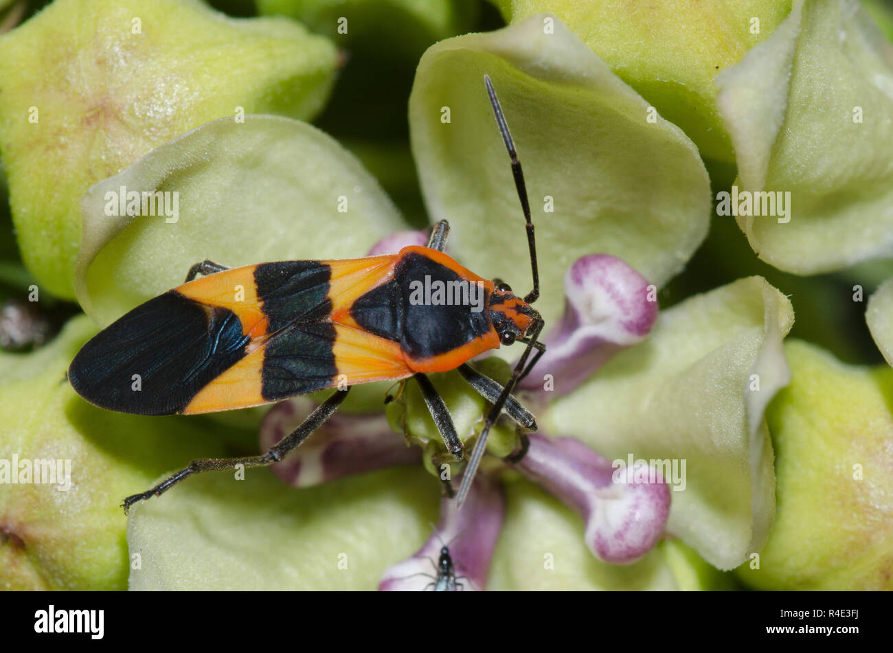Large Milkweed Bug, Oncopeltus fasciatus, on green milkweed, Asclepias ...